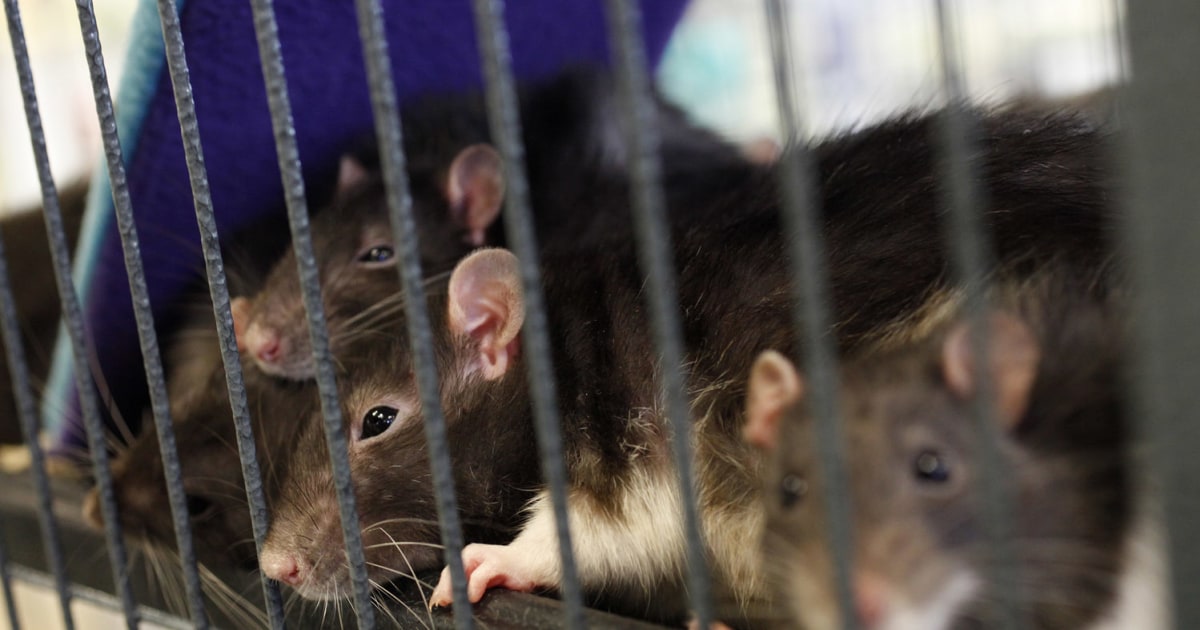 Just in time for the holidays: Rats!