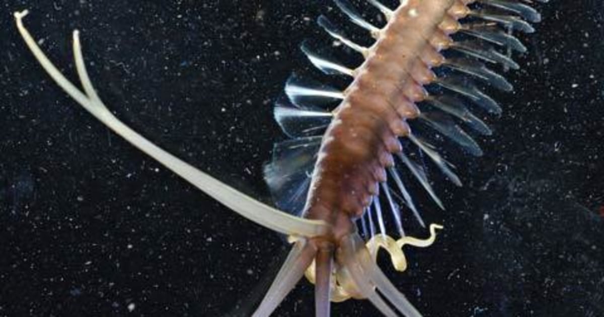 Deep-sea squid worm tantalizes scientists