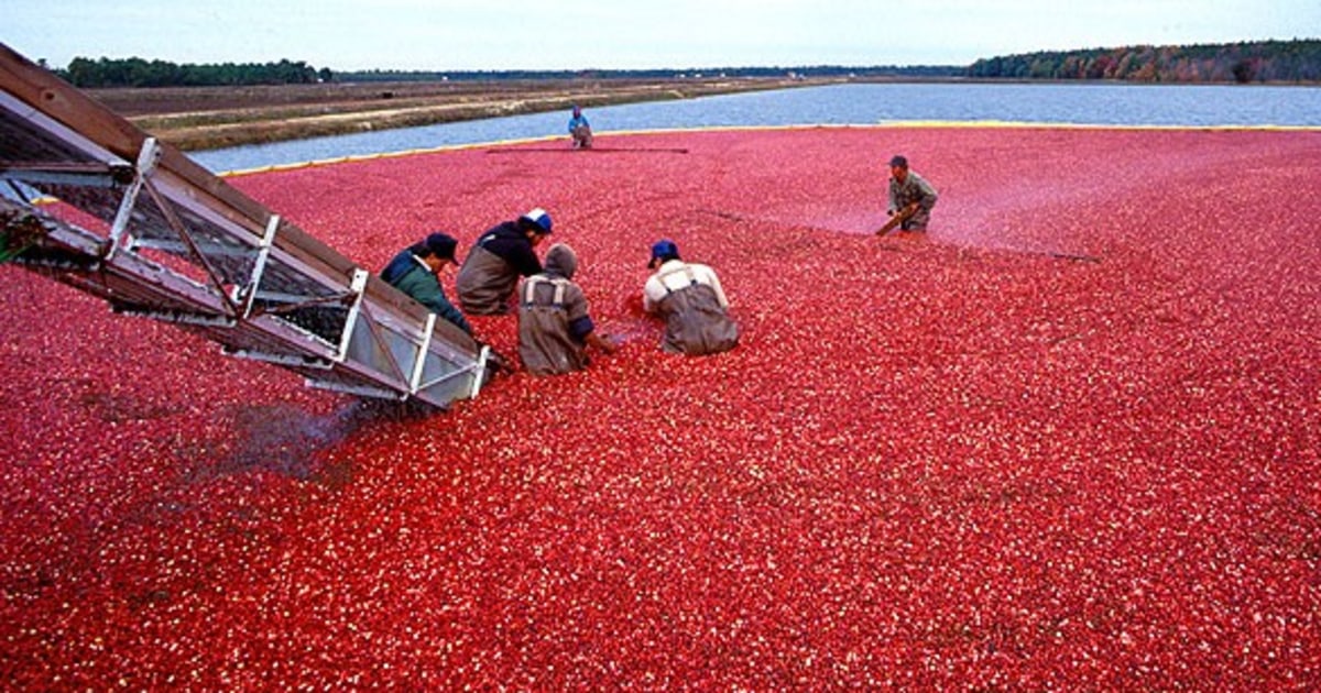 How cranberries evolved into a Thanksgiving favorite