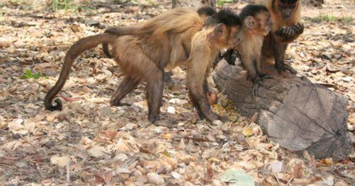 Monkeys are the true 'Nutcracker' kings