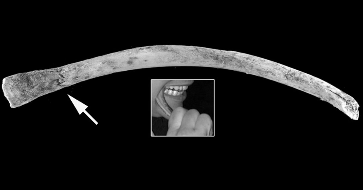 Prehistoric people ate each other, bones show