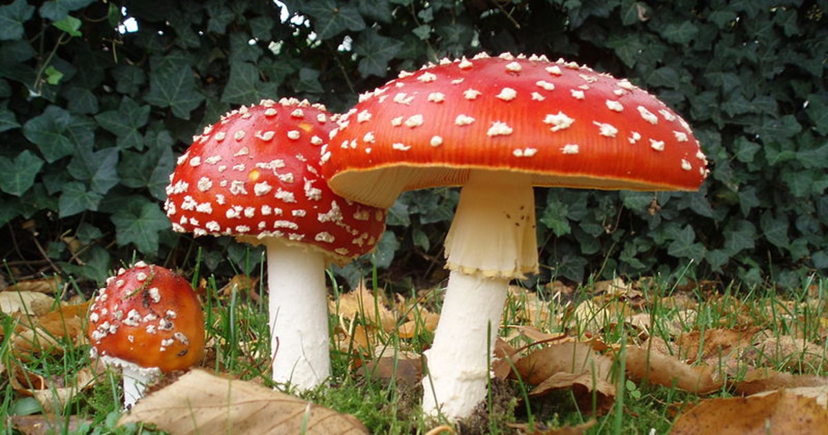 Celebrate the New Year with intoxicated animals