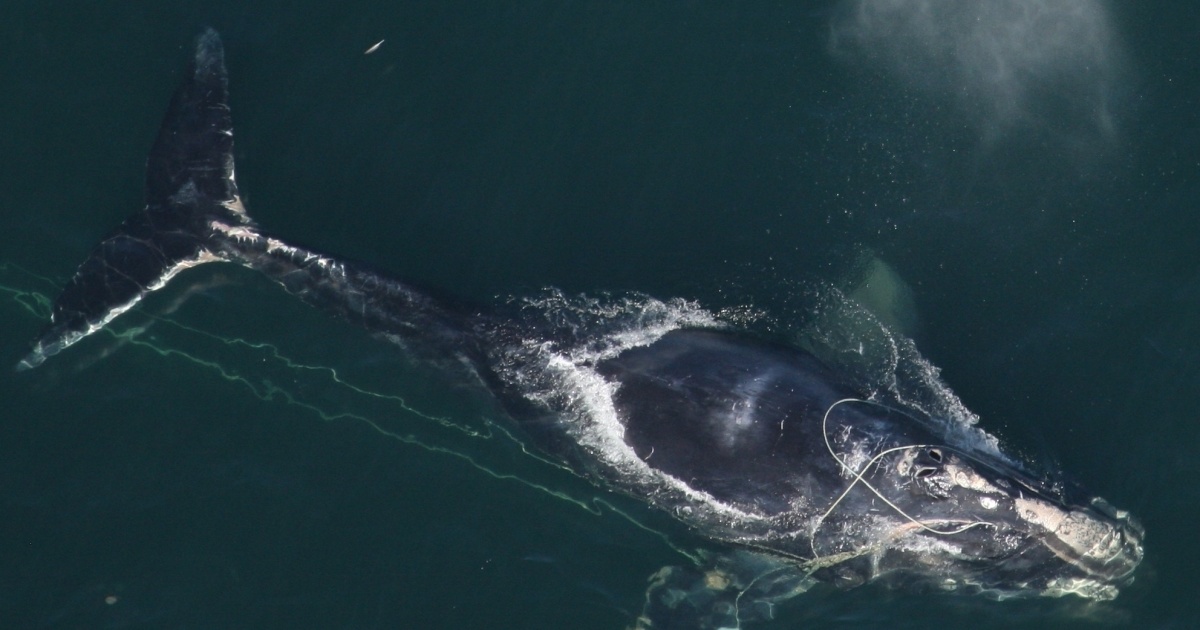 Whale tangled up in fishing ropes gets human help