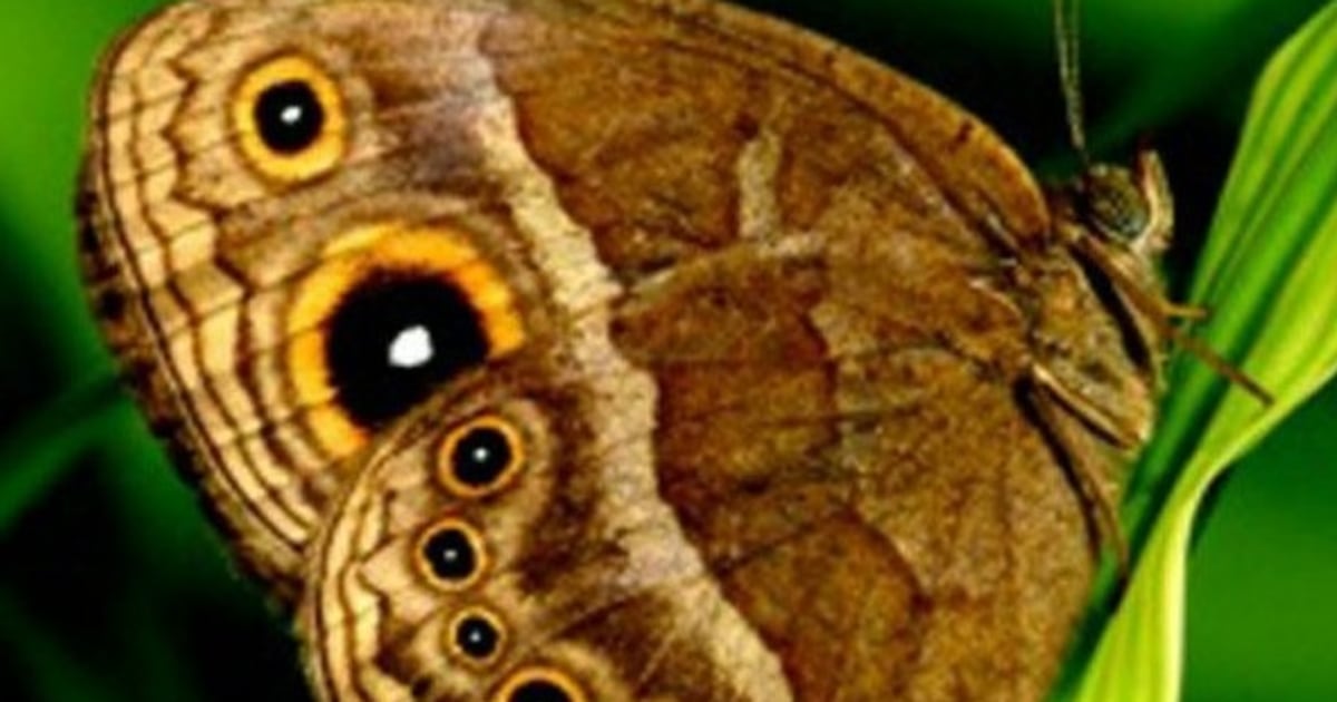 Butterfly sex: Cool weather turns females into seducers