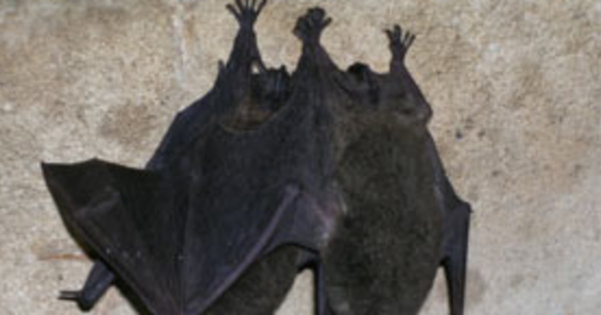 Bats like to hang out with their friends, too