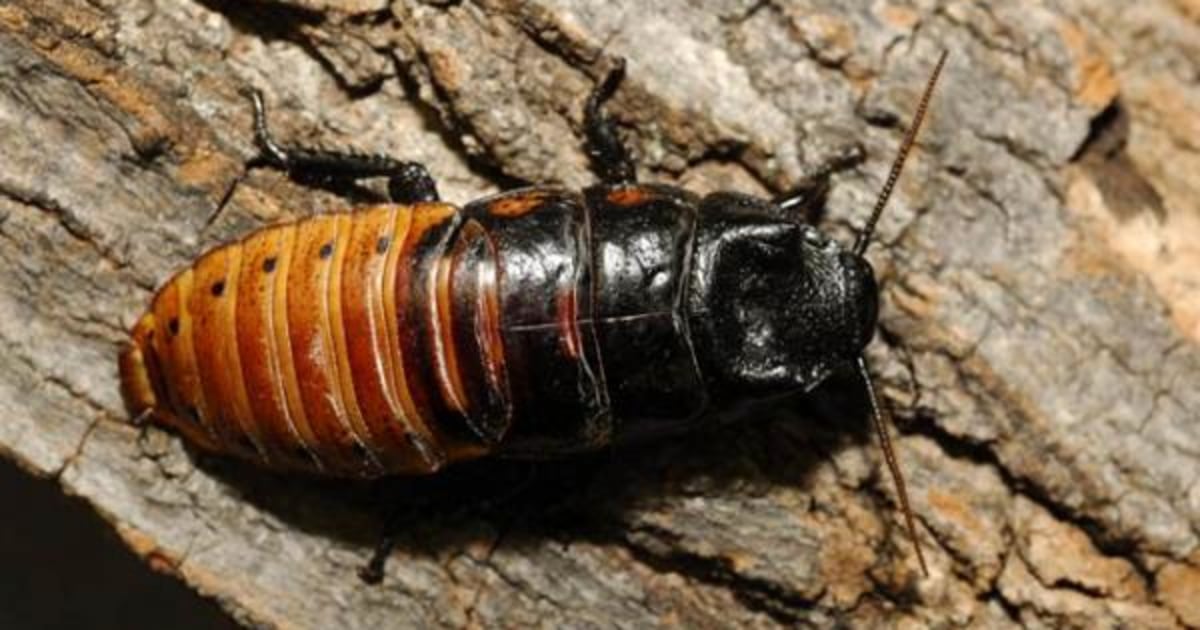 Nothing says 'I love you' like a giant cockroach