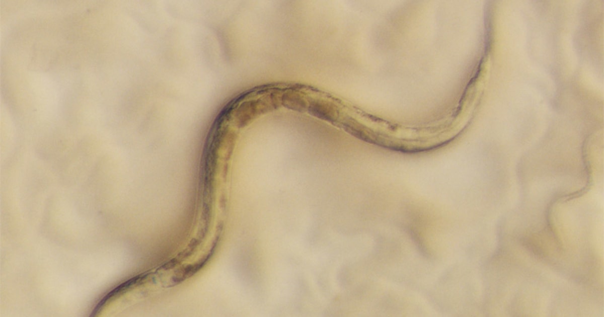 Humans look to worm for virus advice