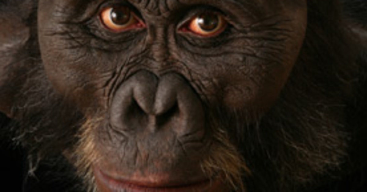 Humans left the trees 4.2 million years ago