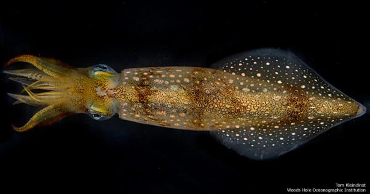 How squid hear: It’s all in the motion of the ocean