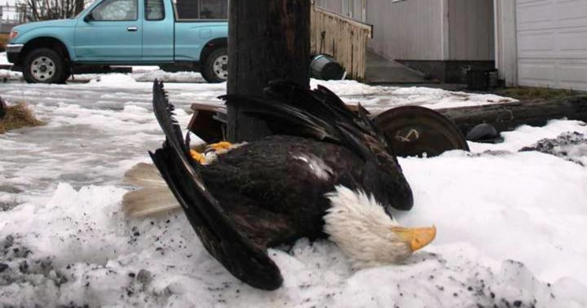 Bald eagle survived 25 years — until electrocution