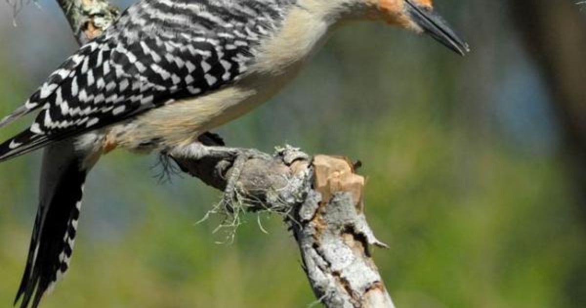 Weekend's nationwide bird census really counts