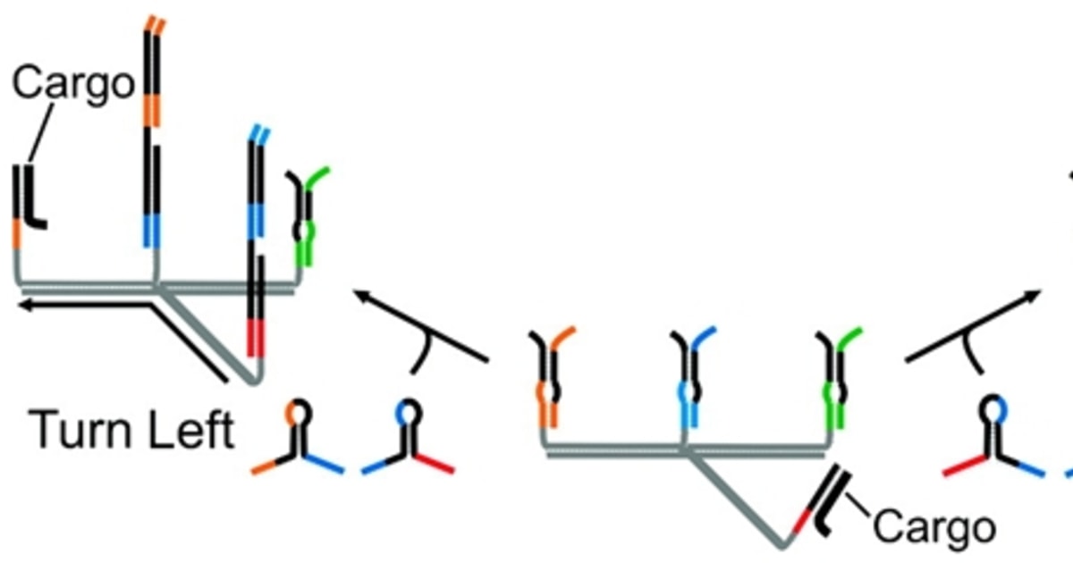 New DNA robot gets with the program and does as told