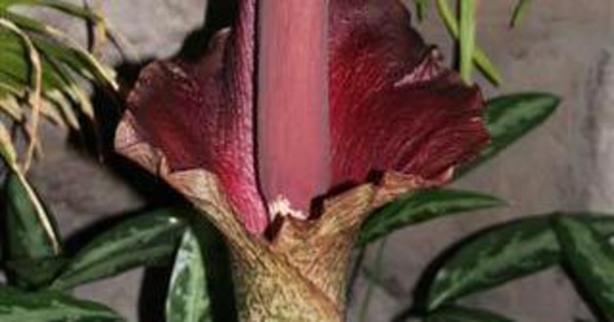 Voodoo lily blooms — and the stench is unreal