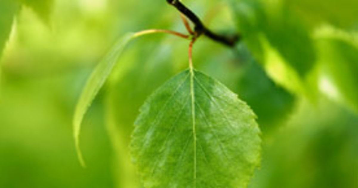 Up a tree no more: A 'real' artificial leaf debuts