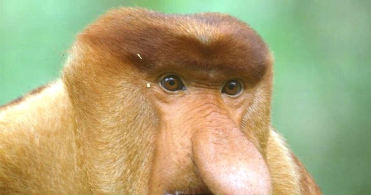 Eww! Monkey chews like a cow