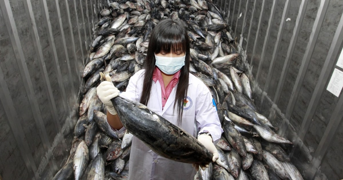 Fukushima fish still radioactive