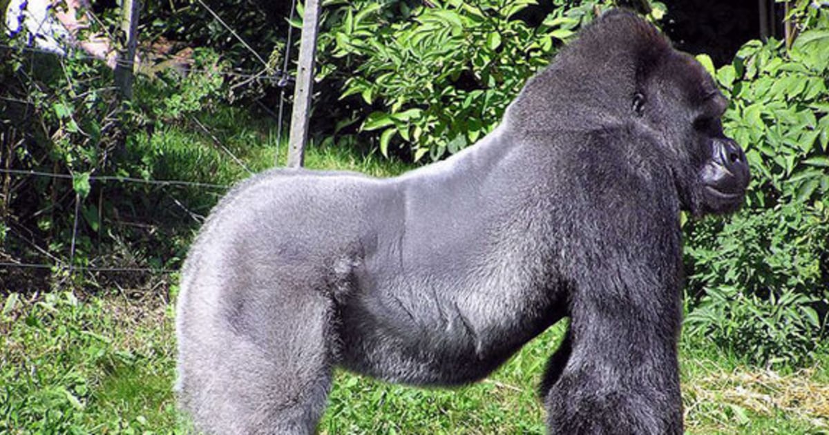 Climate change aided decline of endangered gorilla