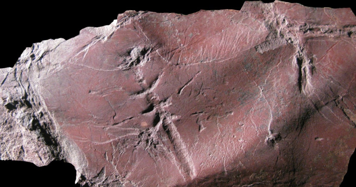 Mayfly made impression 312 million years ago
