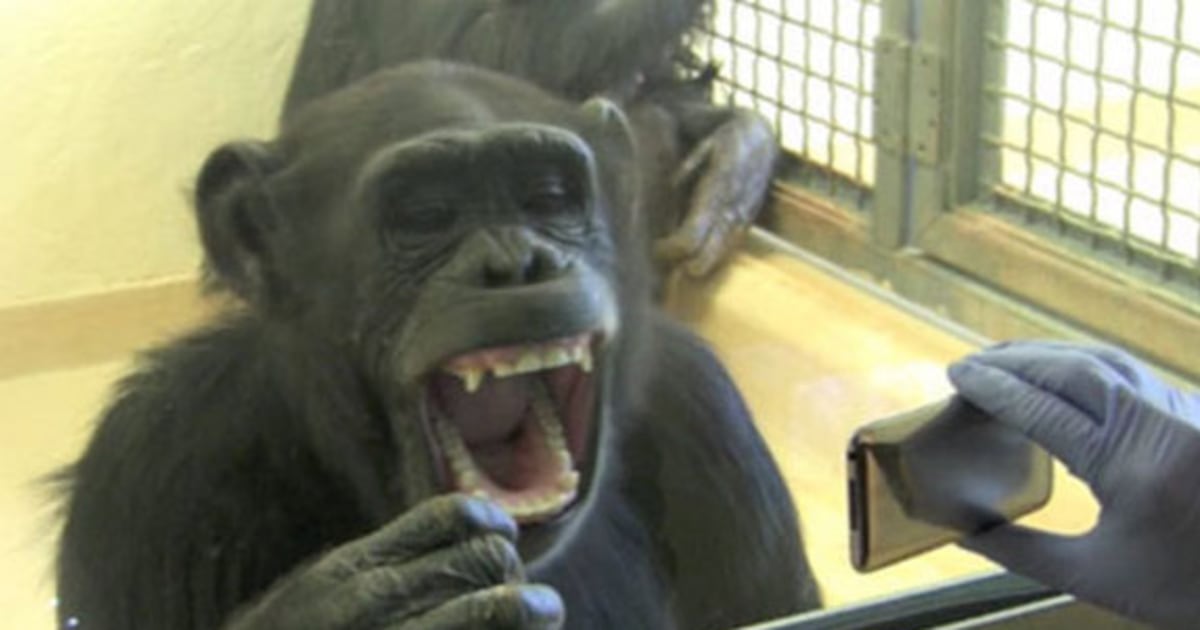 No jaw-dropper: Chimp yawning is contagious