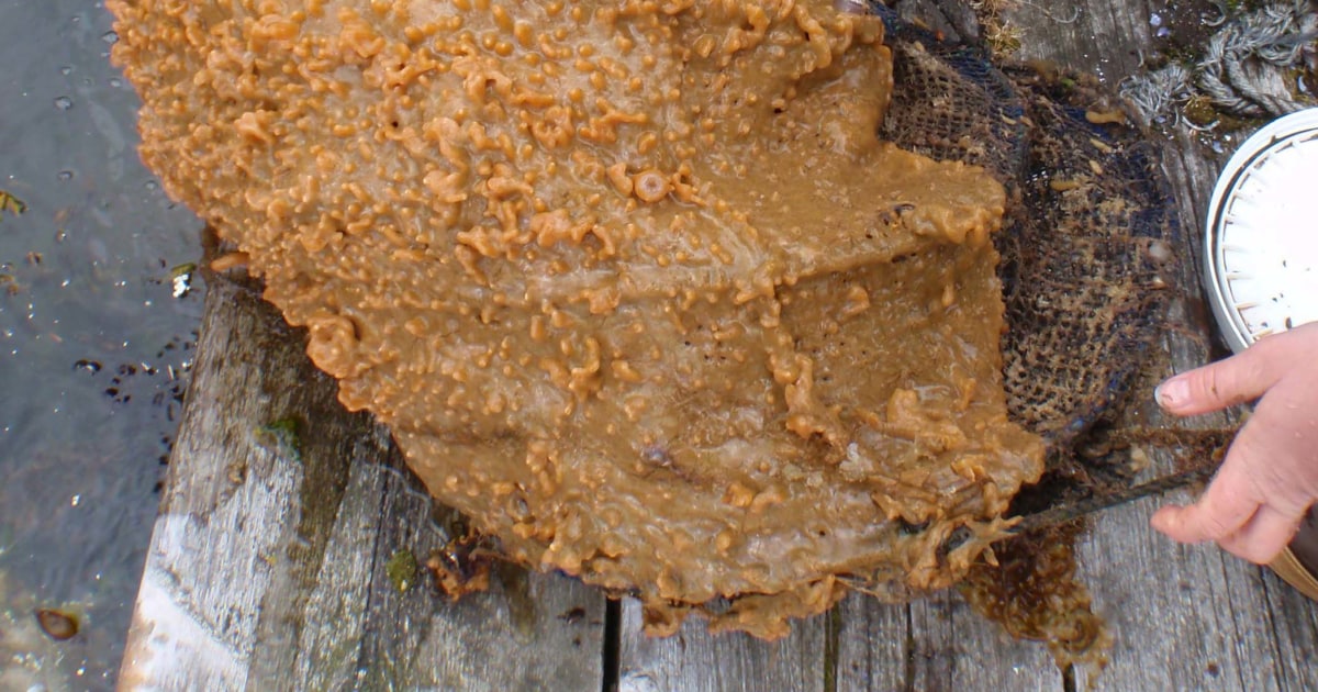 'Rock vomit' invades Alaska harbor