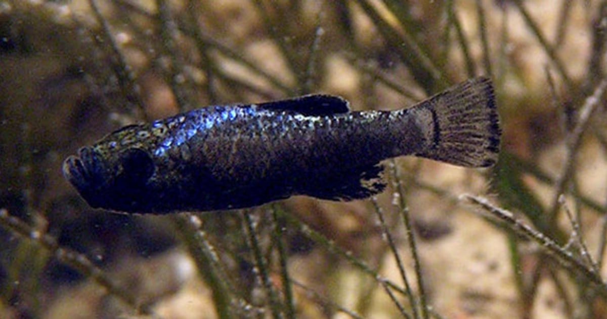 Little pupfish is among fastest evolving species