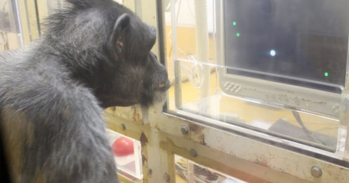 Amazing! Give a chimp a video game and ...