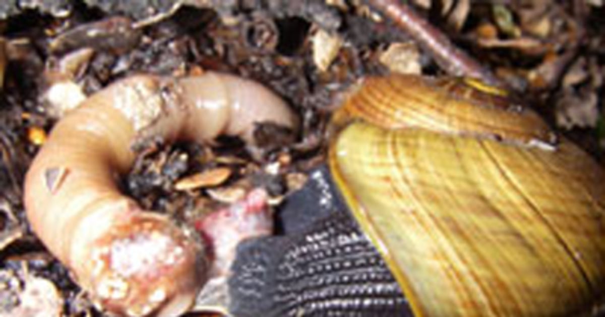 Return of the giant carnivorous snails