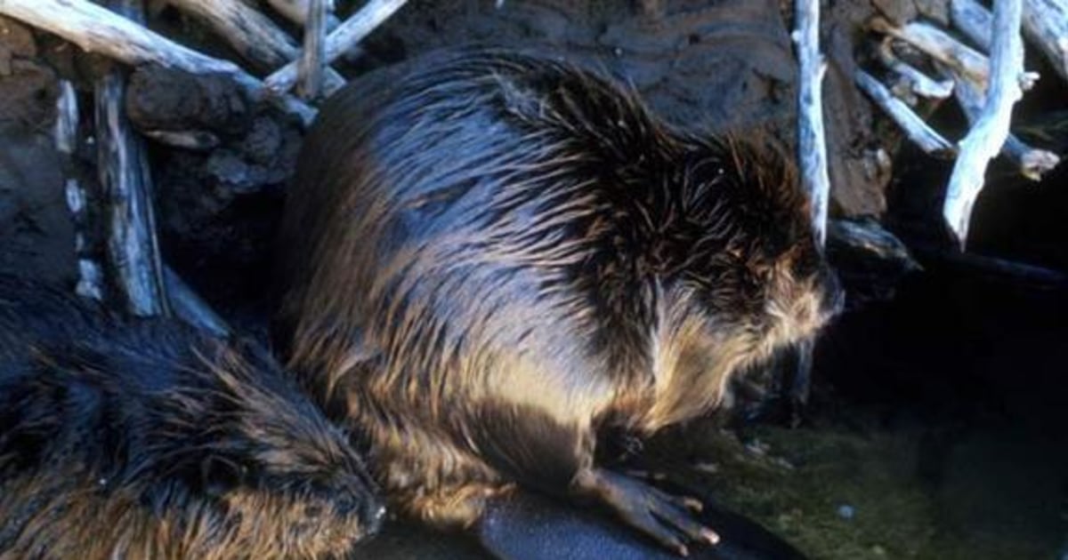'Bizarre' rabid beaver attacks 3 in Philly park