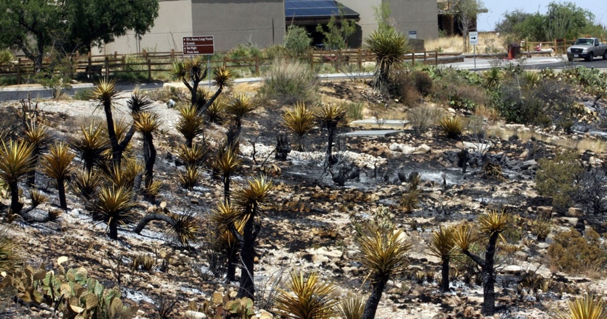 Fire leaves new look at national park: burned cacti