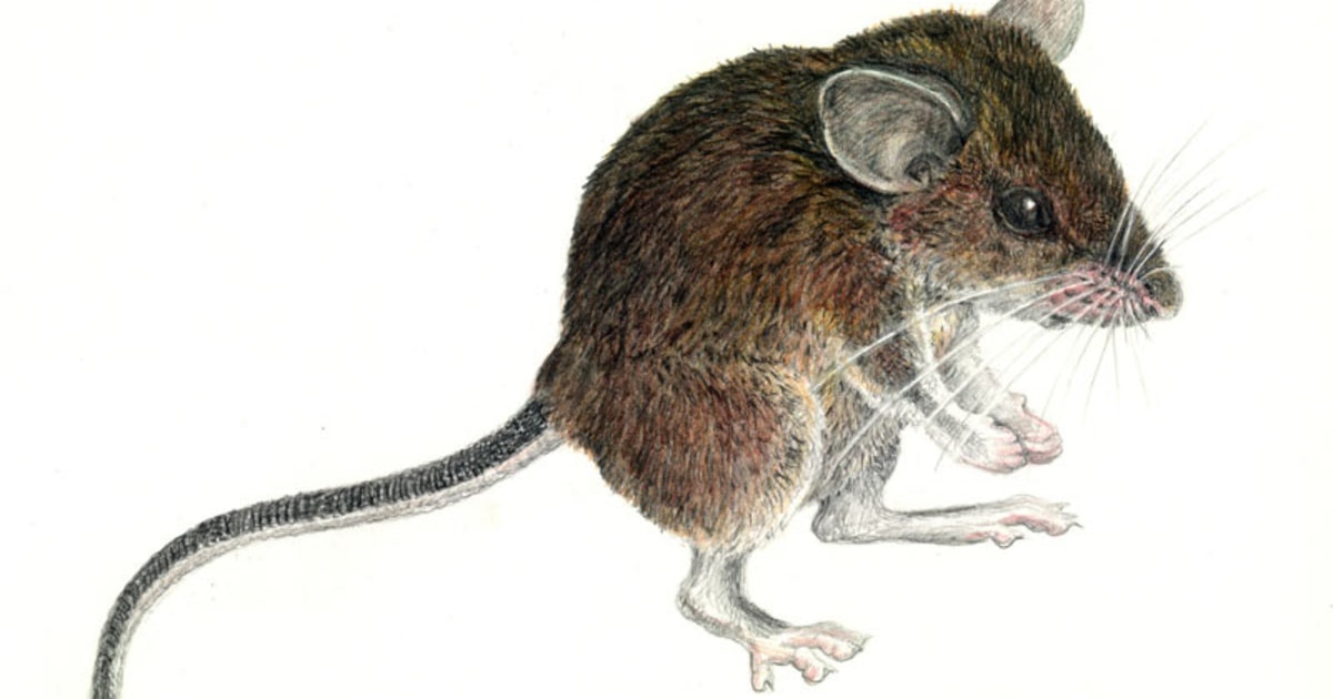 7 new species of mice discovered on Luzon