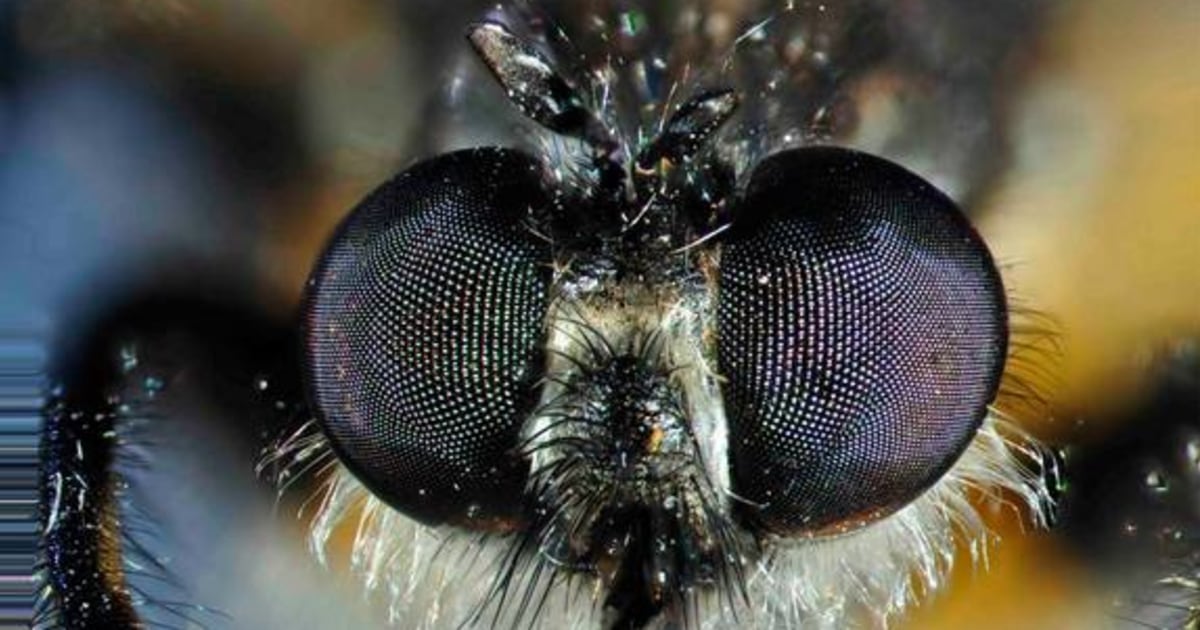 Fossilized eyes reveal a predator's sharp vision