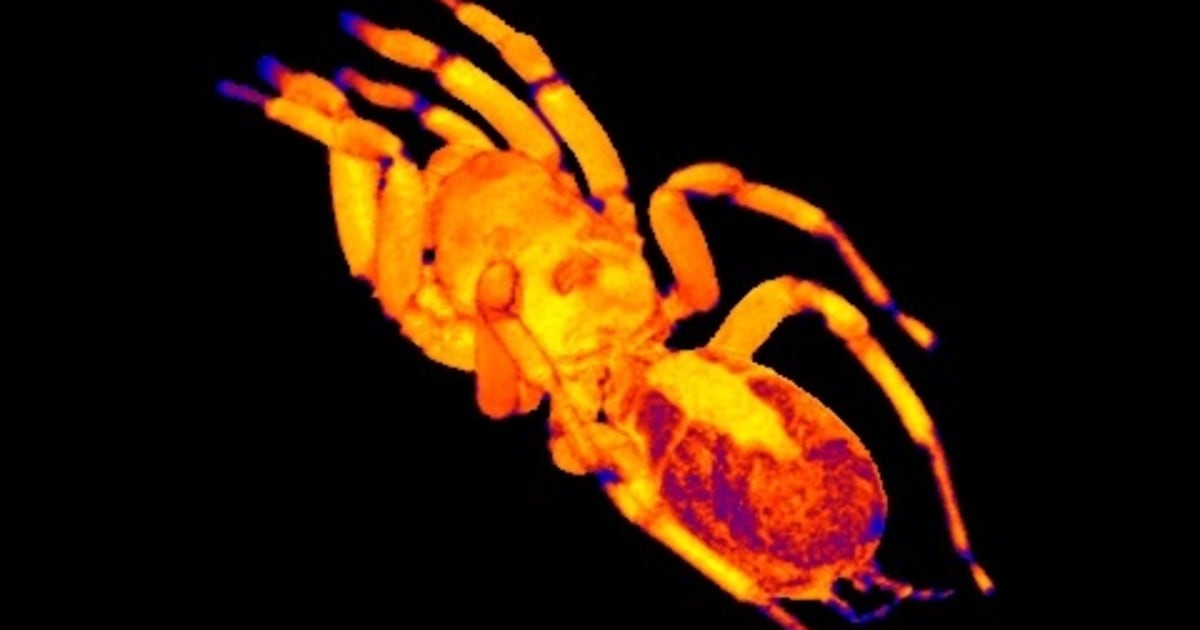 Images reveal tarantula's double-beating heart