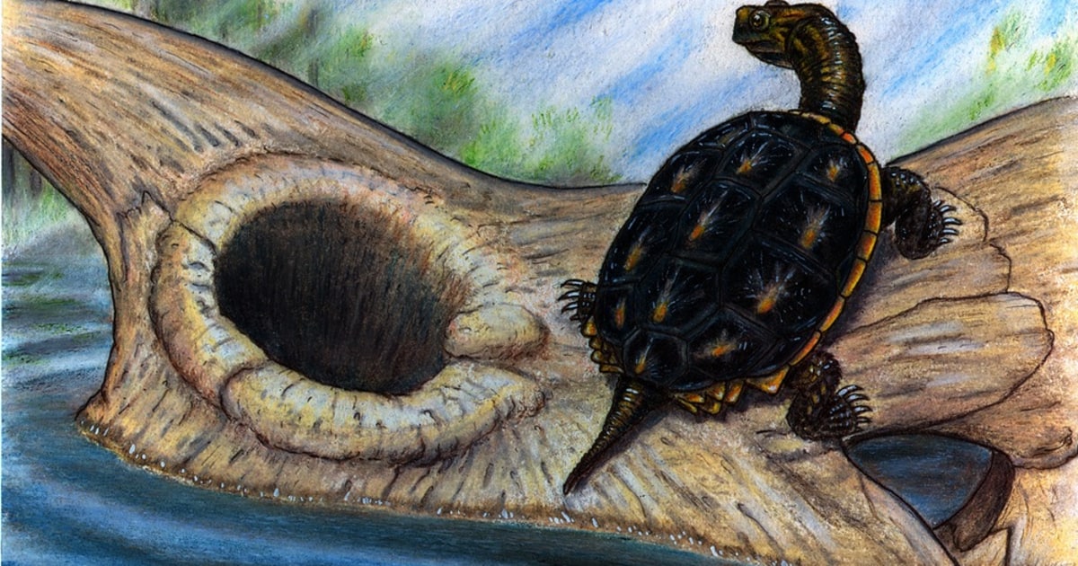 How tough turtles survived catastrophic meteor