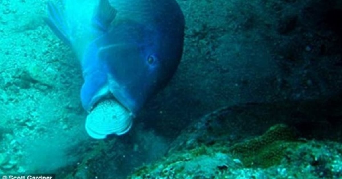 Fish and chips? Fish filmed using rock as a tool
