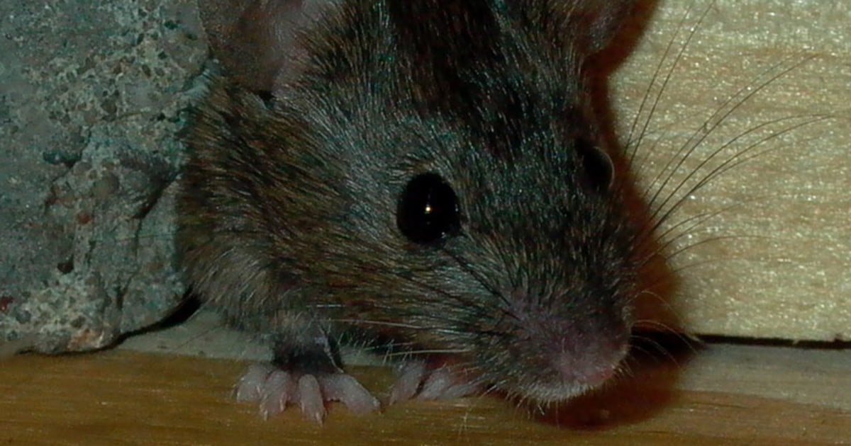 This 'freaky' mouse is immune to deadly poison