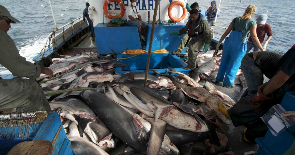 'Marine massacre': Hundreds of dead sharks buried at sea