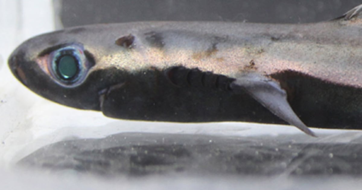 Glow-in-the-dark shark can become invisible