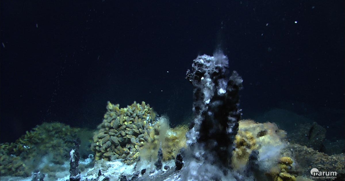 These deep-sea mussels munch on hydrogen