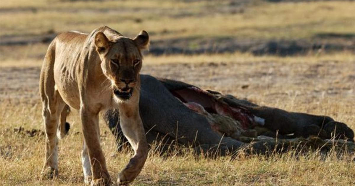 Lions apparently flee the scenes of their crimes