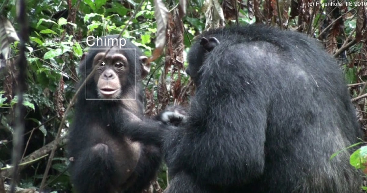 Face recognition IDs chimps from photos