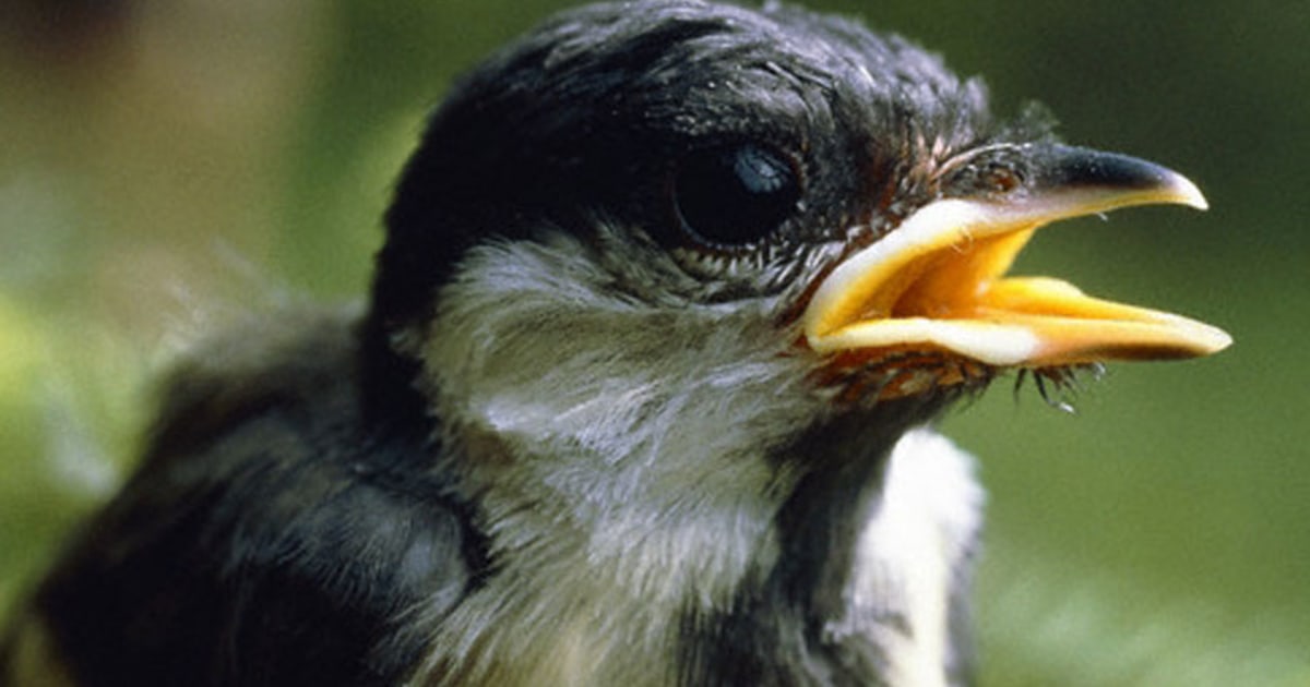 In a noisy world, birds are changing their tune