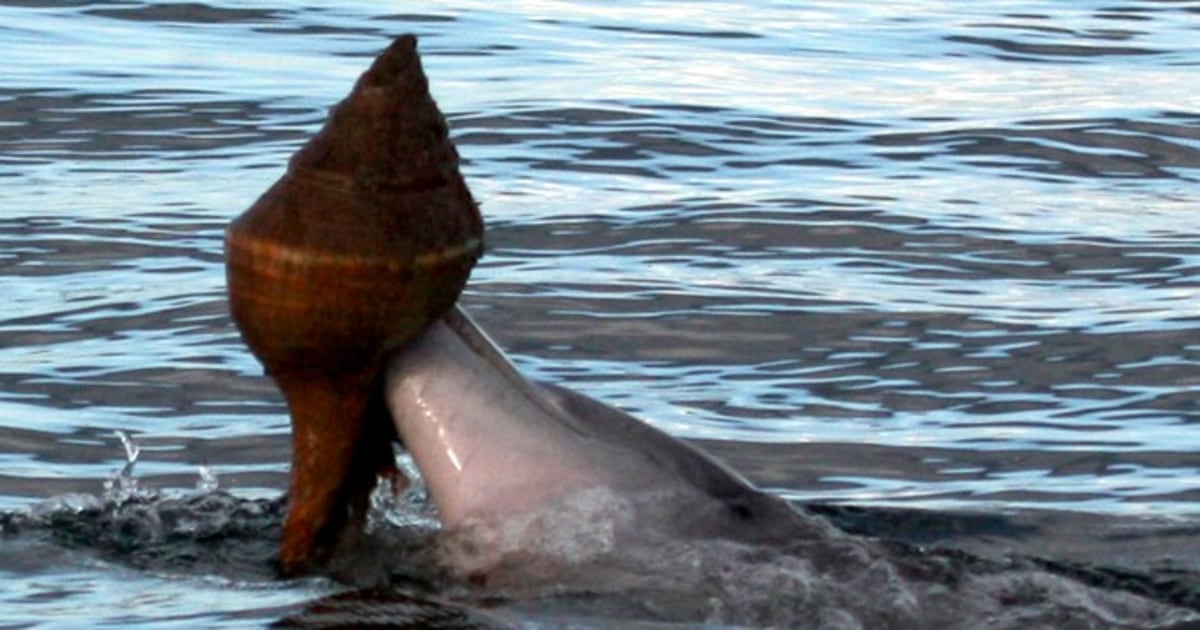 Researchers watch dolphins use shells to catch fish