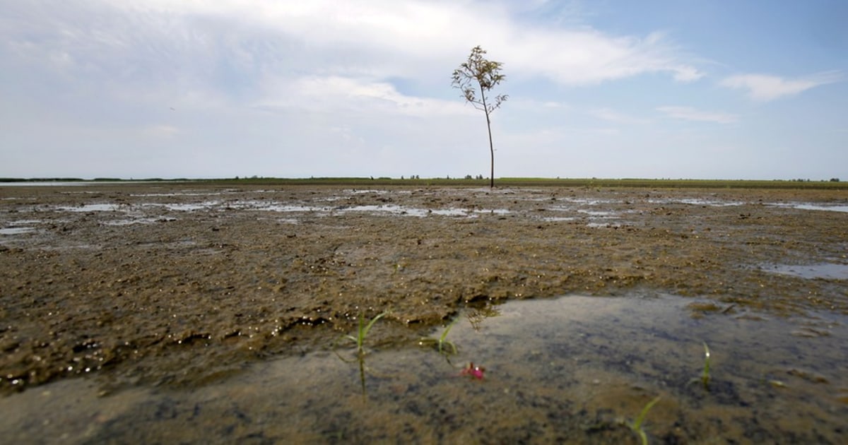 Mud island rises, and raises hope, on Mississippi delta