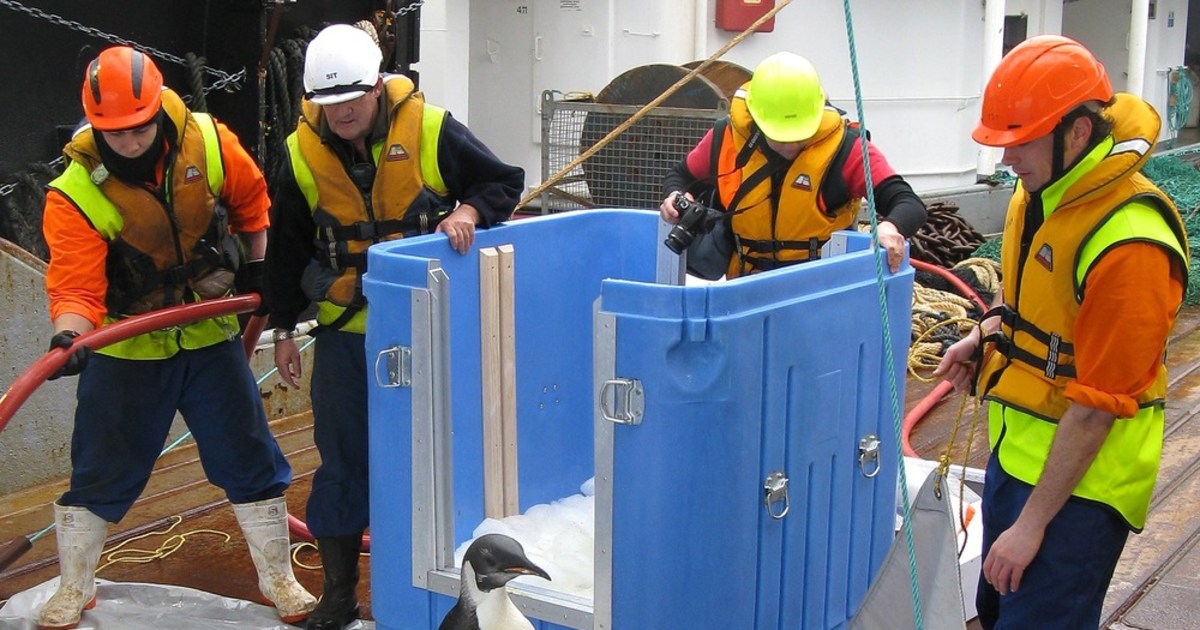 Wayward penguin released south of New Zealand