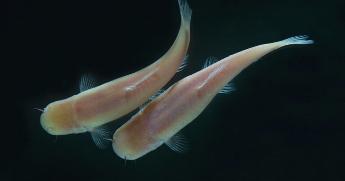 Blind cave fish can tell time on biological clocks