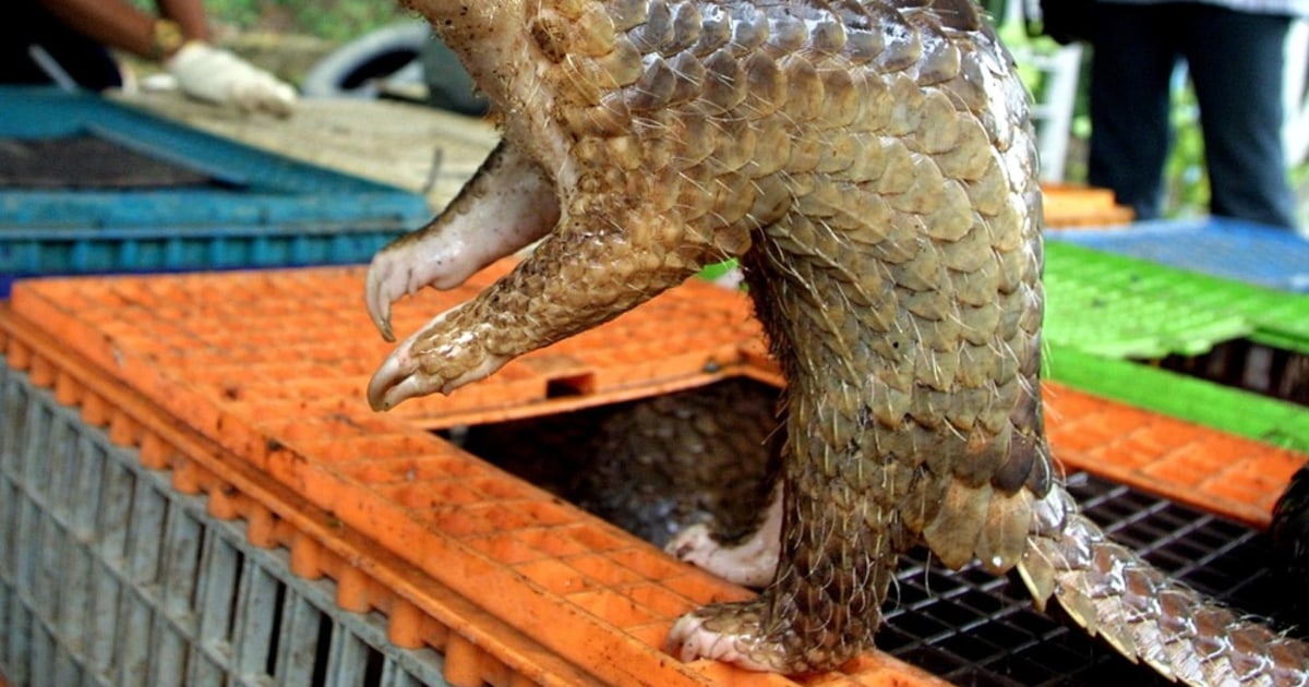 grumpy animals anteater