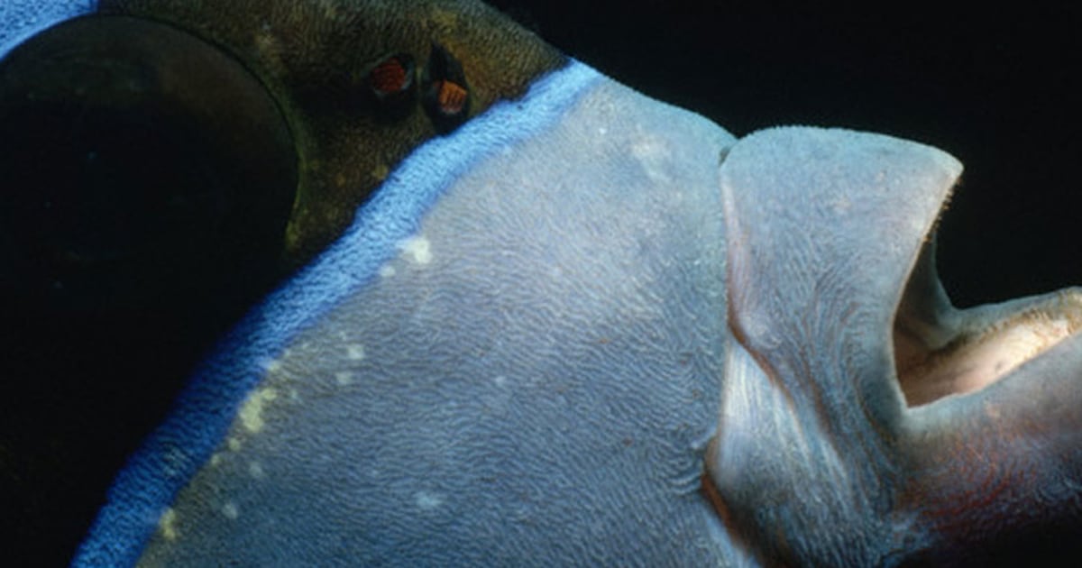 Bizarre jaws help angelfish adapt to what's on menu