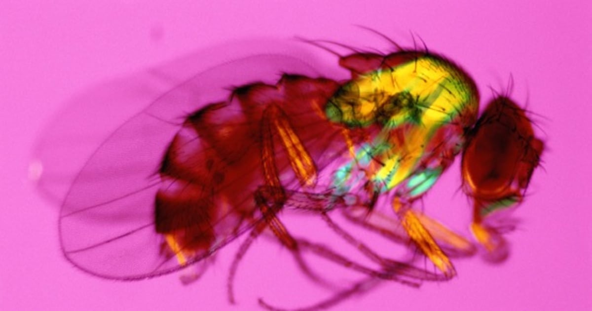 World's first true aphrodisiac turns fruit flies on