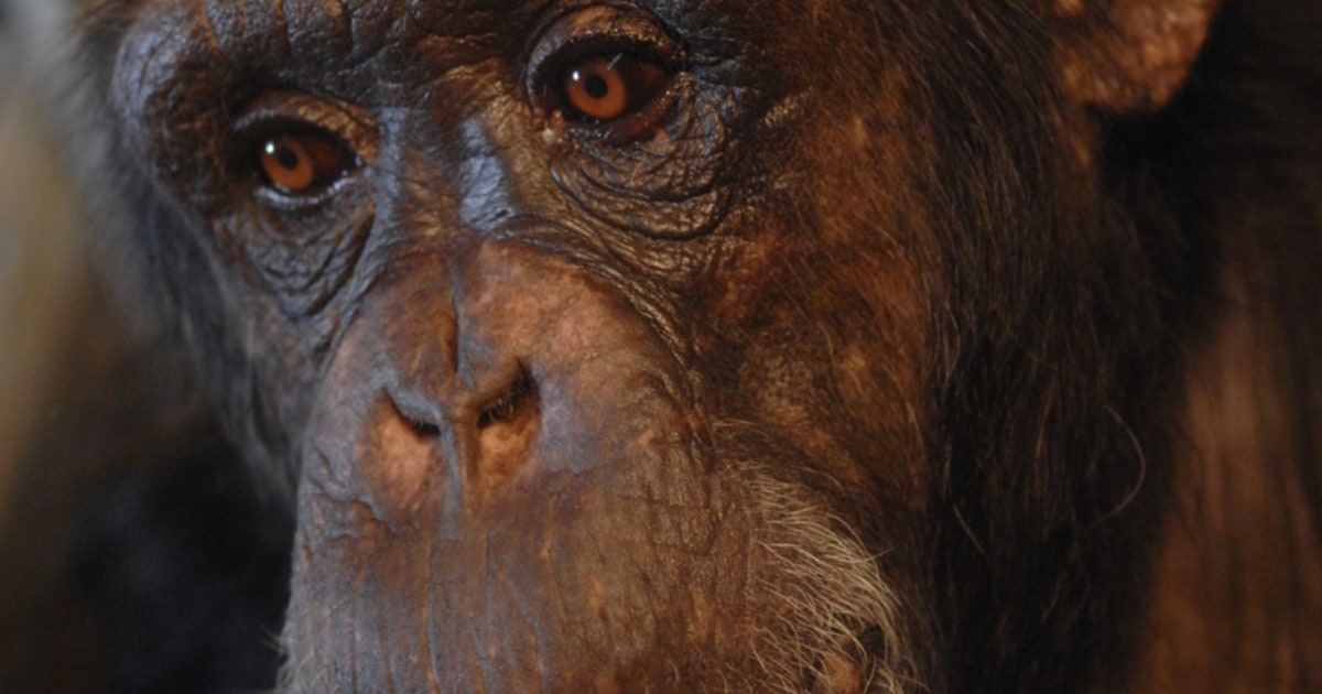 Word: Like a human, smart chimp understands speech
