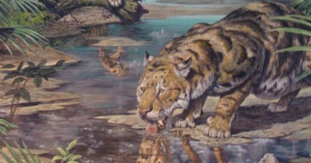 Ancient saber-toothed cat was 'cookie cutter' cat